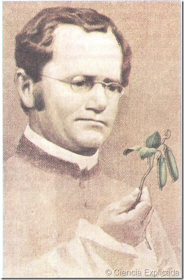 Las leyes de Mendel - Ciencia Explicada Las leyes de Mendel - Ciencia Explicada